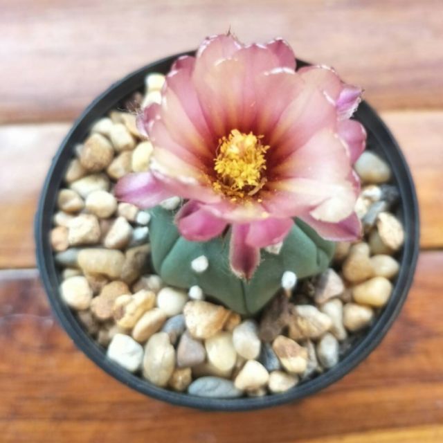 Nadiaplant, ร้านค้าออนไลน์ | Shopee Thailand