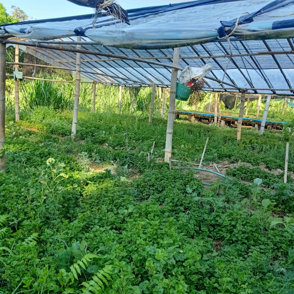 UD Farm, ร้านค้าออนไลน์ | Shopee Thailand