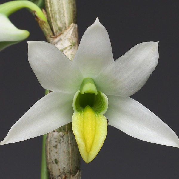 plant-perfect, ร้านค้าออนไลน์ | Shopee Thailand