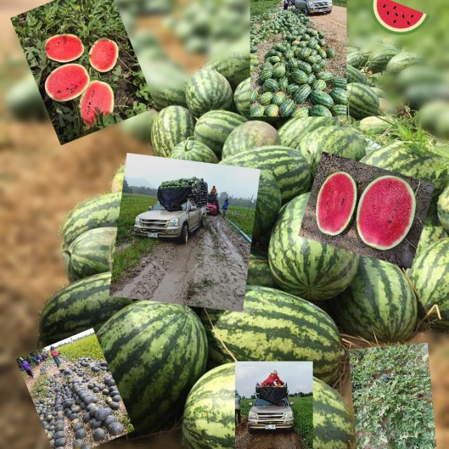 แตงโม Tangmo_shop , ร้านค้าออนไลน์ | Shopee Thailand