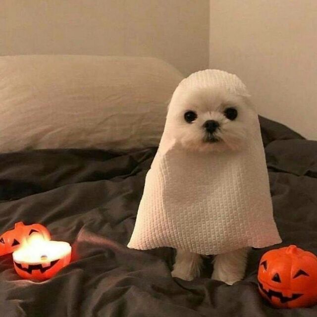 Oh Yeah!, ร้านค้าออนไลน์ | Shopee Thailand