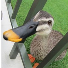 Hobby Duck, ร้านค้าออนไลน์ | Shopee Thailand