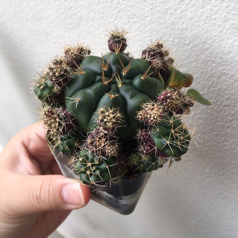 NATAKA.CAFE, ร้านค้าออนไลน์ | Shopee Thailand