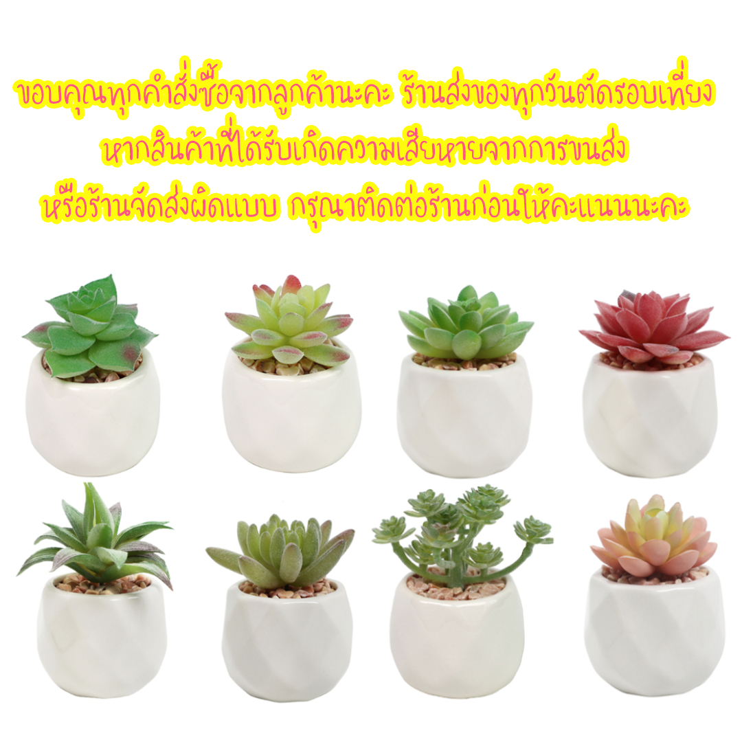 White potted mini plants, ร้านค้าออนไลน์ | Shopee Thailand