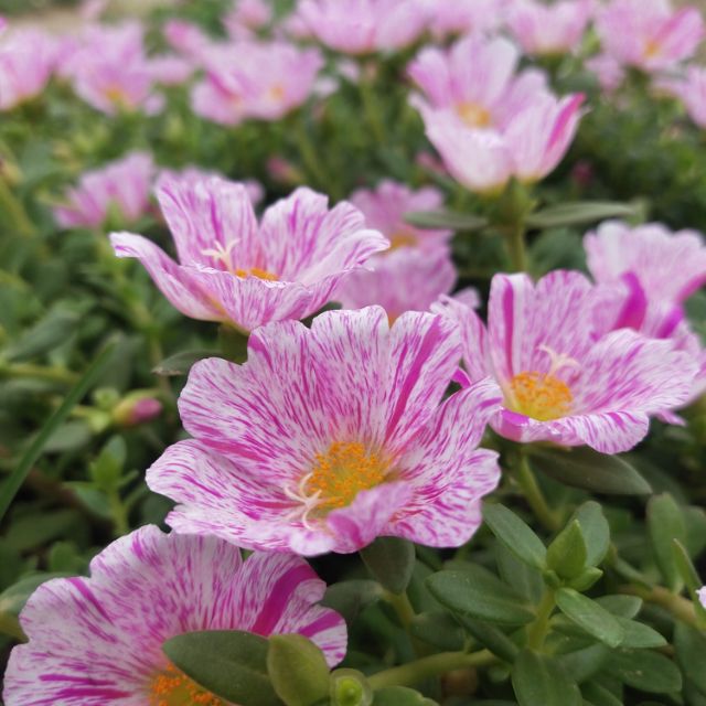 spalak, ร้านค้าออนไลน์ | Shopee Thailand