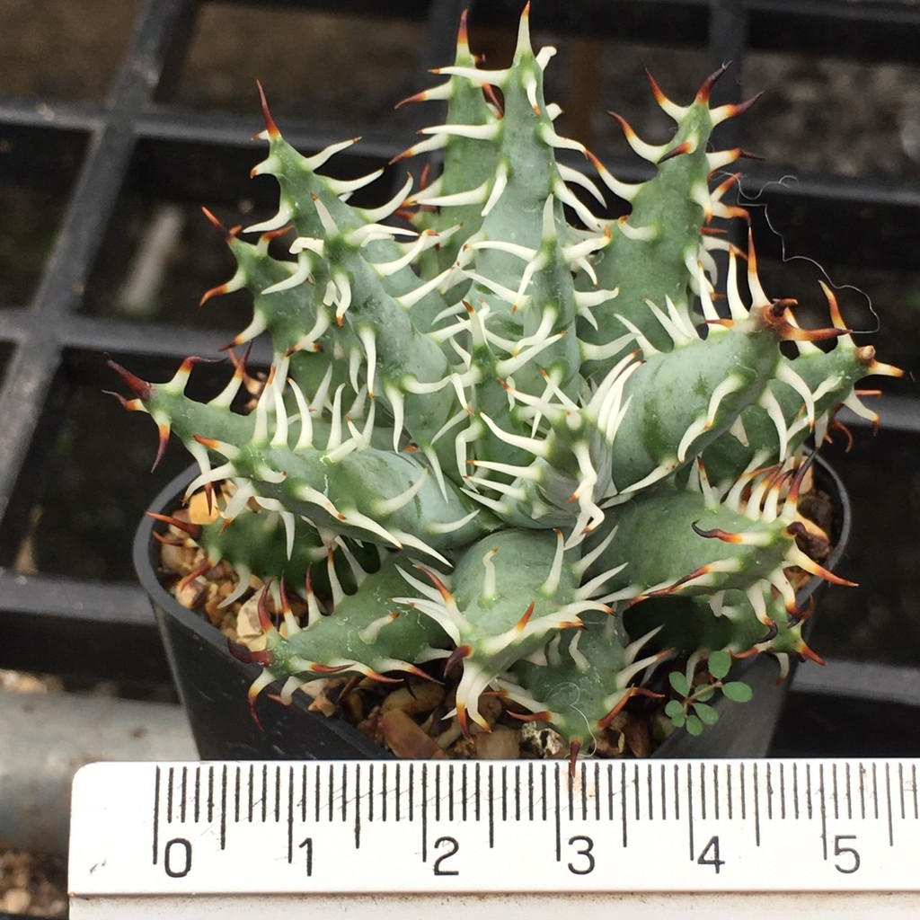 Exoflora Nursery, ร้านค้าออนไลน์ | Shopee Thailand