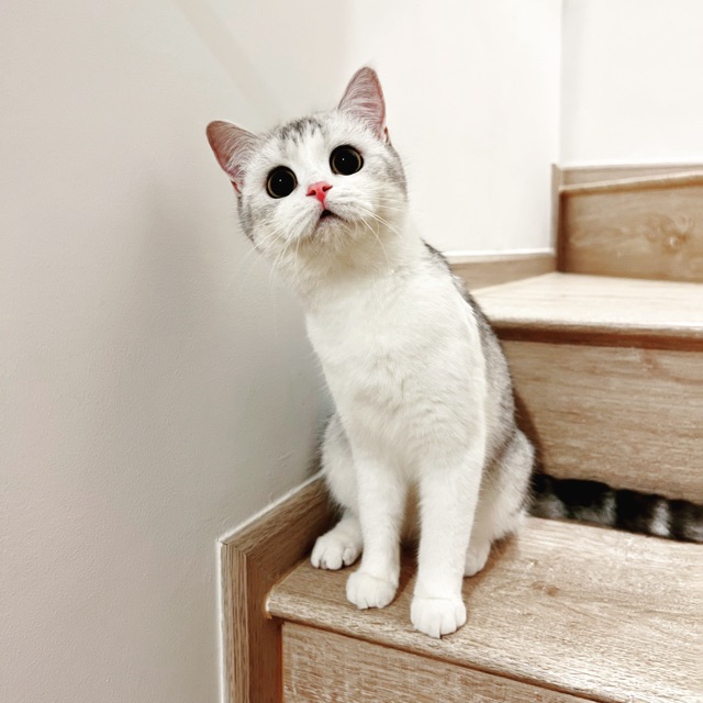 Mimi meow, ร้านค้าออนไลน์ | Shopee Thailand