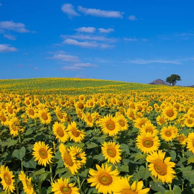 BMJ ONE ONE, ร้านค้าออนไลน์ | Shopee Thailand