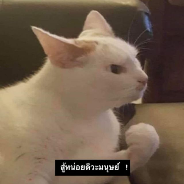 Byull_Shopp, ร้านค้าออนไลน์ | Shopee Thailand