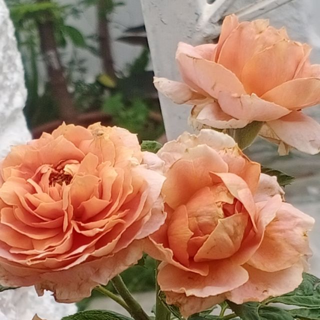 petchy.petcha, ร้านค้าออนไลน์ | Shopee Thailand