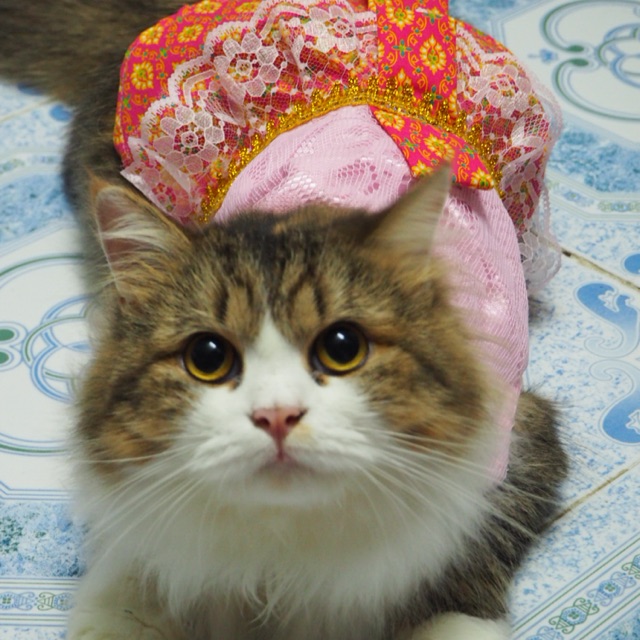 attha_, ร้านค้าออนไลน์ | Shopee Thailand