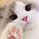 cute cat supplies, ร้านค้าออนไลน์ | Shopee Thailand