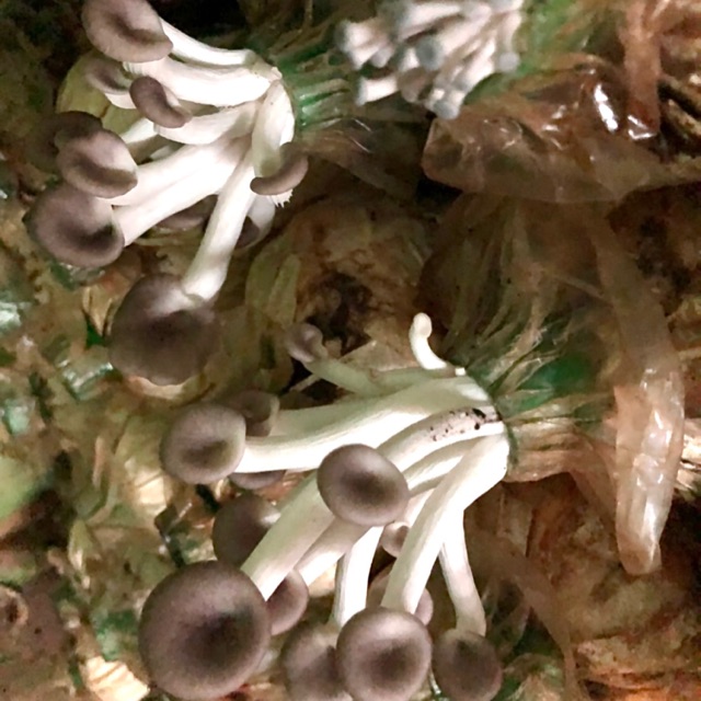 Preecha Farm, ร้านค้าออนไลน์ | Shopee Thailand