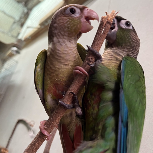 New Bird, ร้านค้าออนไลน์ | Shopee Thailand