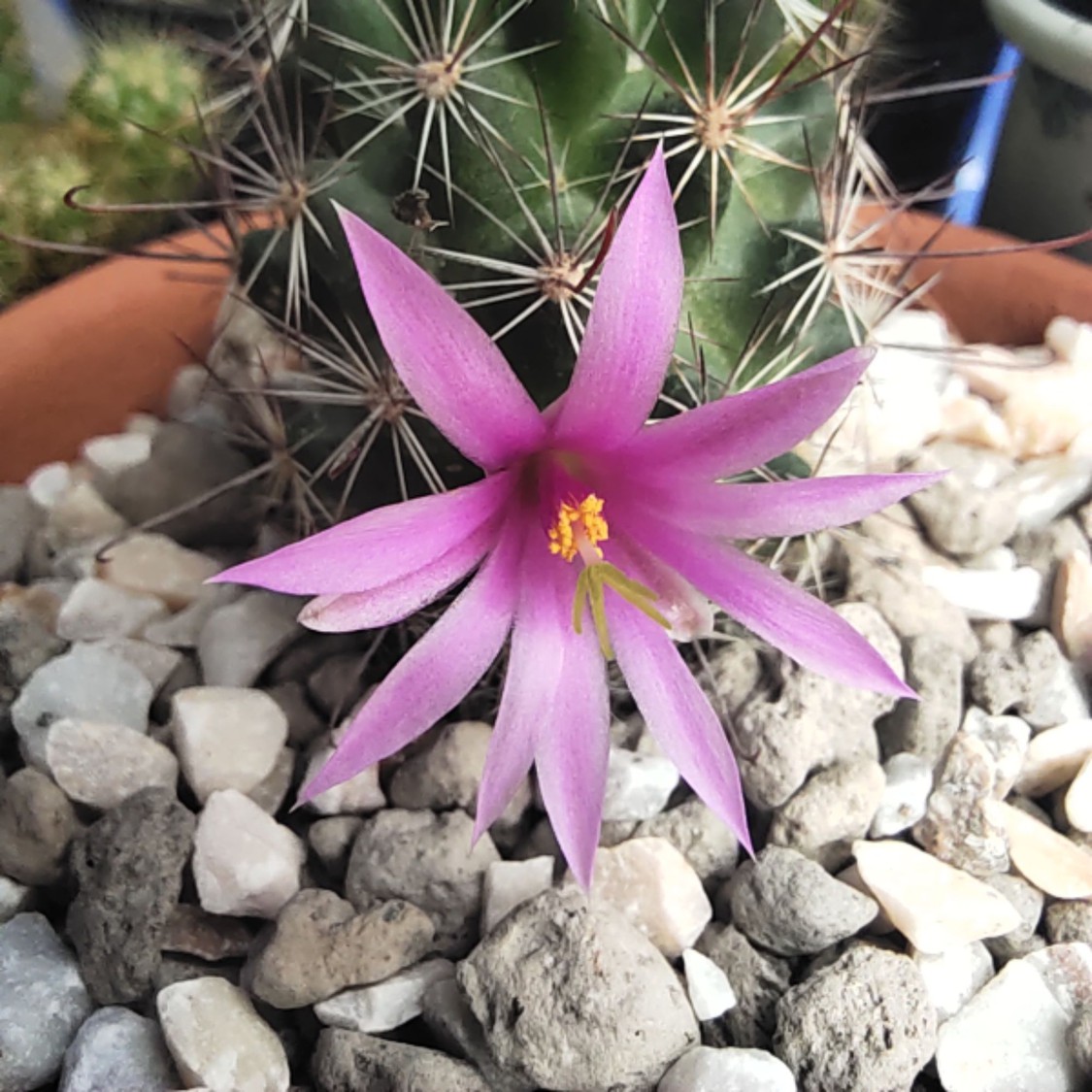 Cactus Cool Cool, ร้านค้าออนไลน์ | Shopee Thailand