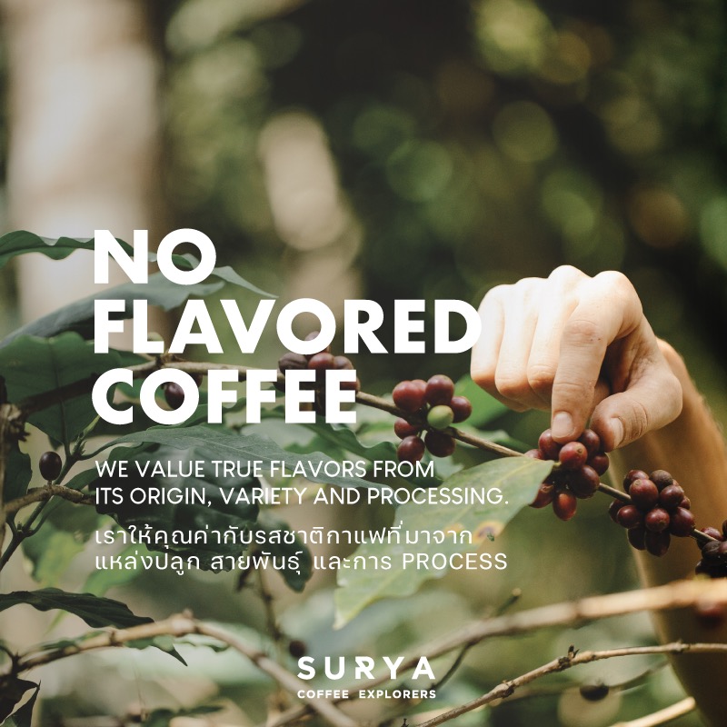 SURYA Coffee Explorers, ร้านค้าออนไลน์ | Shopee Thailand