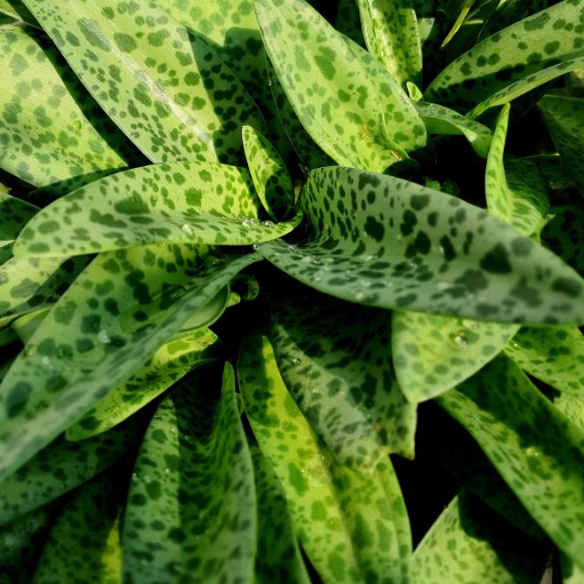 EVERGREEN GARDEN, ร้านค้าออนไลน์ | Shopee Thailand