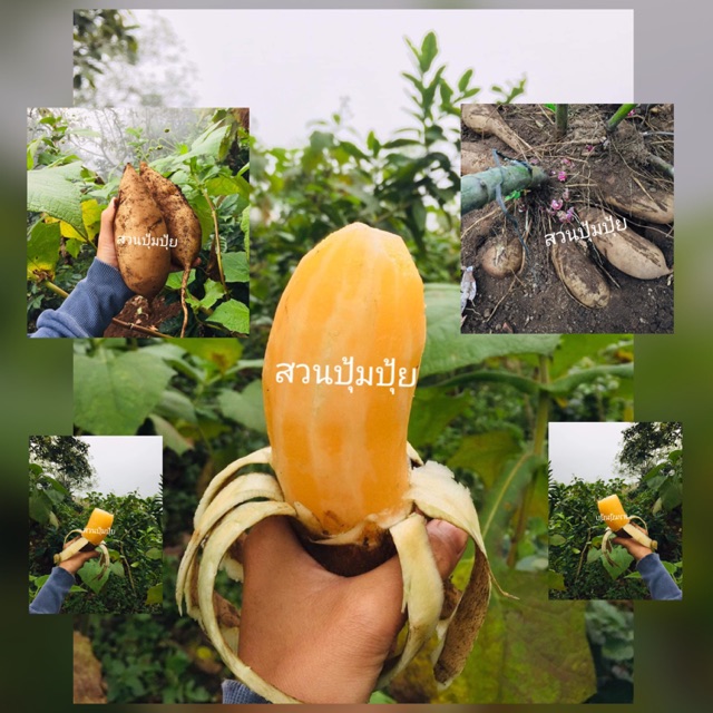 poompui 221, ร้านค้าออนไลน์ | Shopee Thailand