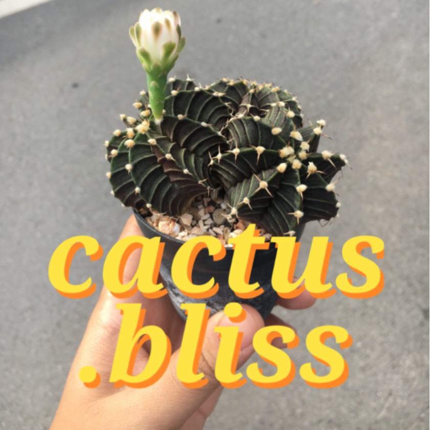 cactus.bliss, ร้านค้าออนไลน์ | Shopee Thailand