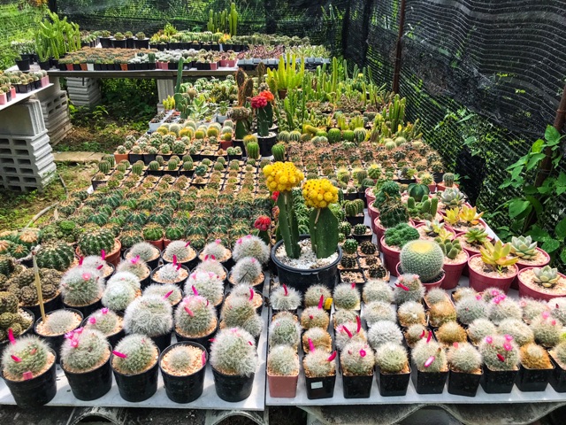 Cactus&TissueCultureByPeacock, ร้านค้าออนไลน์ | Shopee Thailand