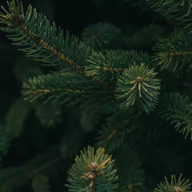 EVERYDAYPLANT, ร้านค้าออนไลน์ | Shopee Thailand