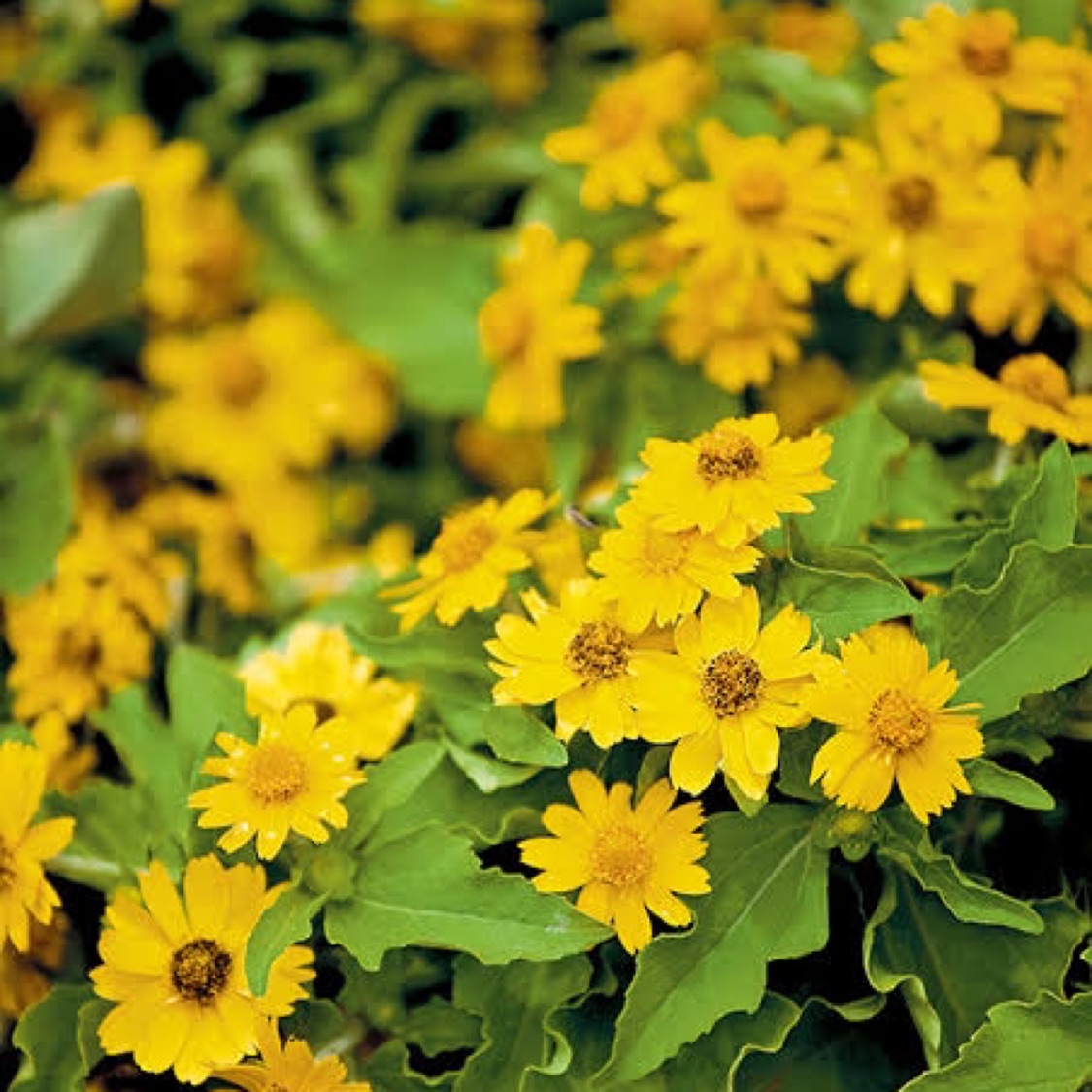 Yanee 99 shop, ร้านค้าออนไลน์ | Shopee Thailand