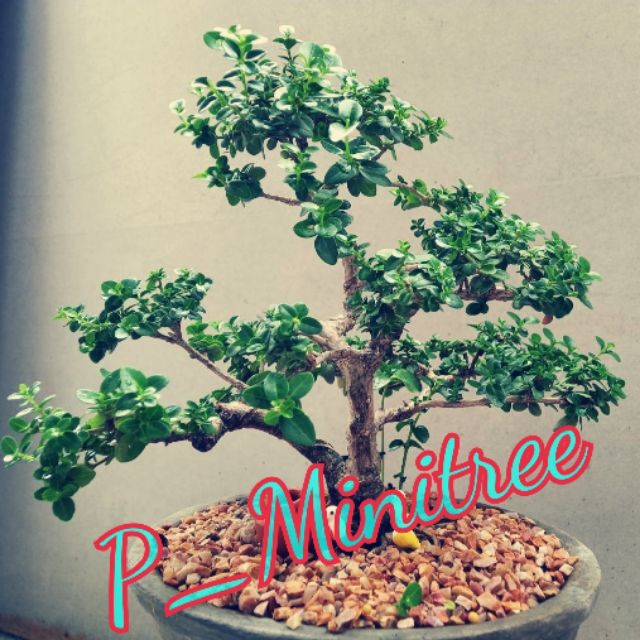 P_minitree, ร้านค้าออนไลน์ | Shopee Thailand