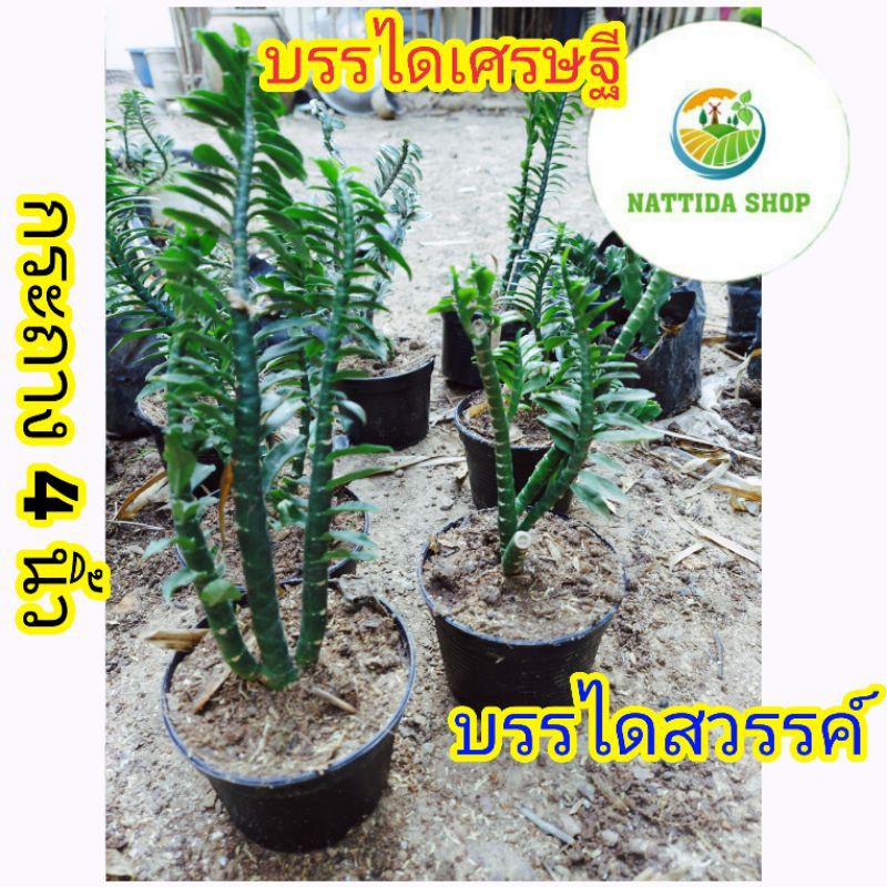 Nadthida Shop, ร้านค้าออนไลน์ | Shopee Thailand