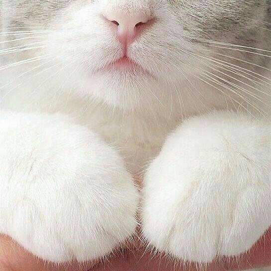 Electroneer, ร้านค้าออนไลน์ | Shopee Thailand