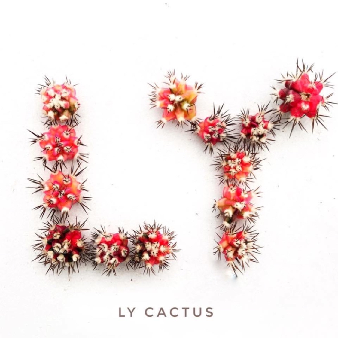 LY CACTUS & GARDEN THAILAND, ร้านค้าออนไลน์ | Shopee Thailand