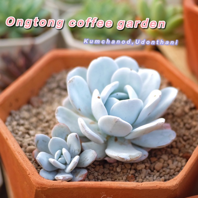 r.rajoo, ร้านค้าออนไลน์ | Shopee Thailand