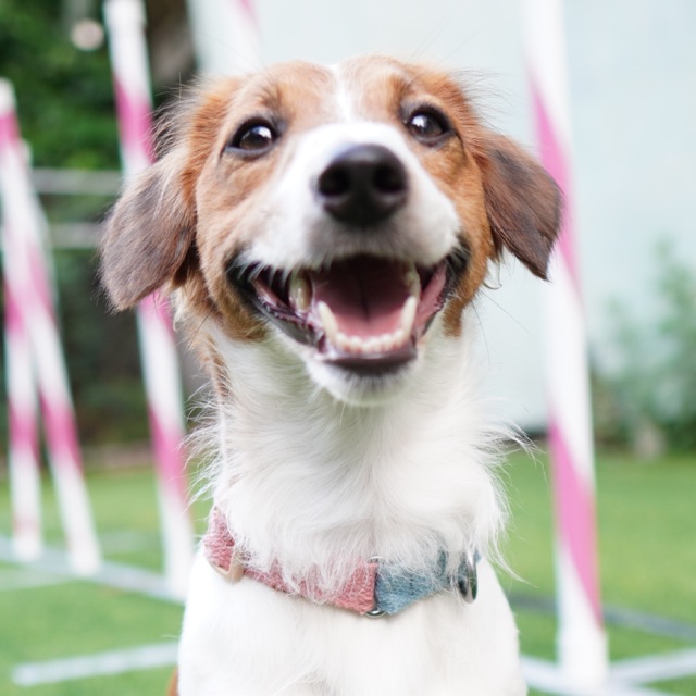 MuMu dOG, ร้านค้าออนไลน์ | Shopee Thailand