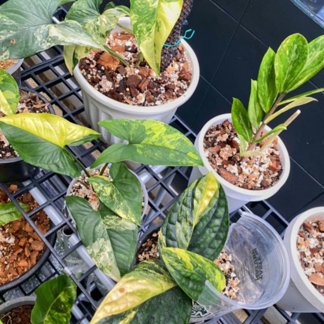 Asher Plant, ร้านค้าออนไลน์ | Shopee Thailand