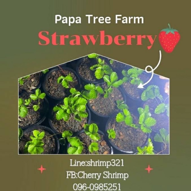 Papa Tree Farm, ร้านค้าออนไลน์ | Shopee Thailand