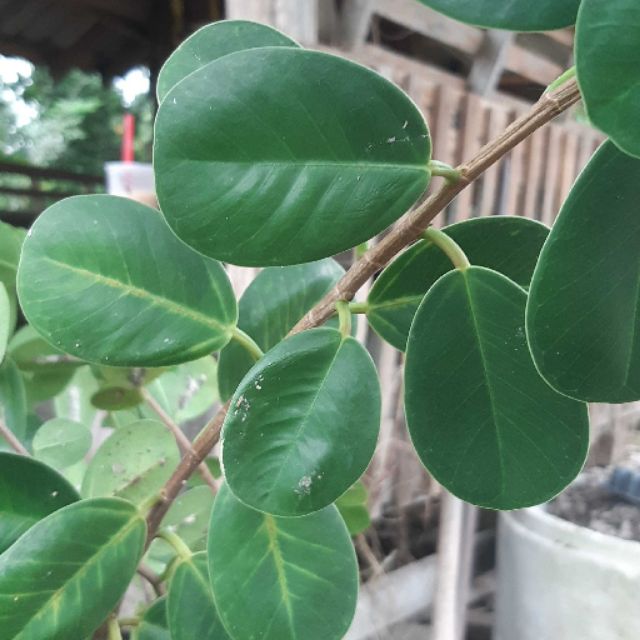 NoN ornamental plant, ร้านค้าออนไลน์ | Shopee Thailand