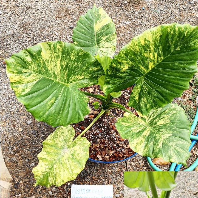 NT Nattareeya, ร้านค้าออนไลน์ | Shopee Thailand