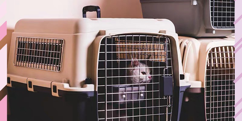 pet4you, ร้านค้าออนไลน์ | Shopee Thailand