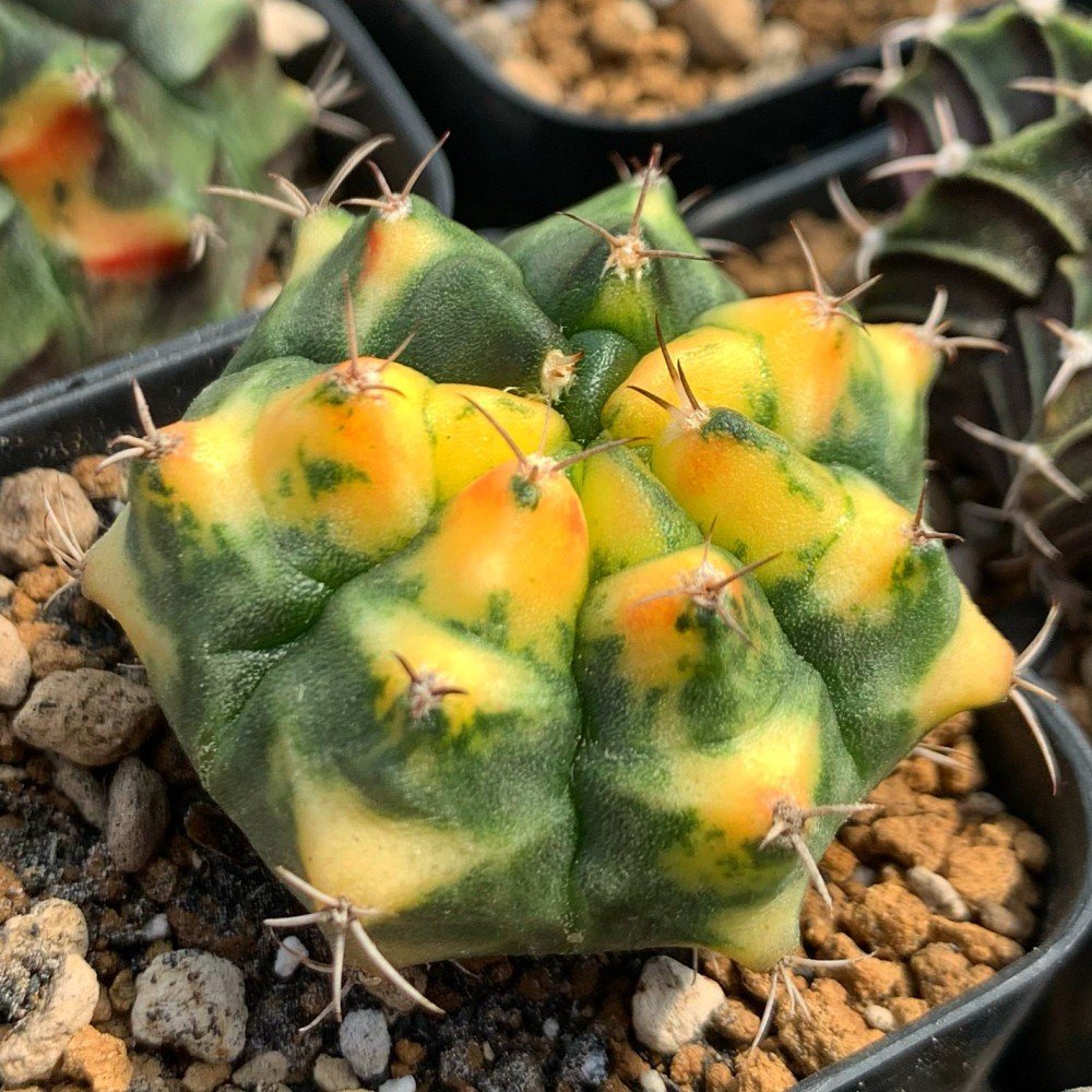 PP Cactus , ร้านค้าออนไลน์ | Shopee Thailand