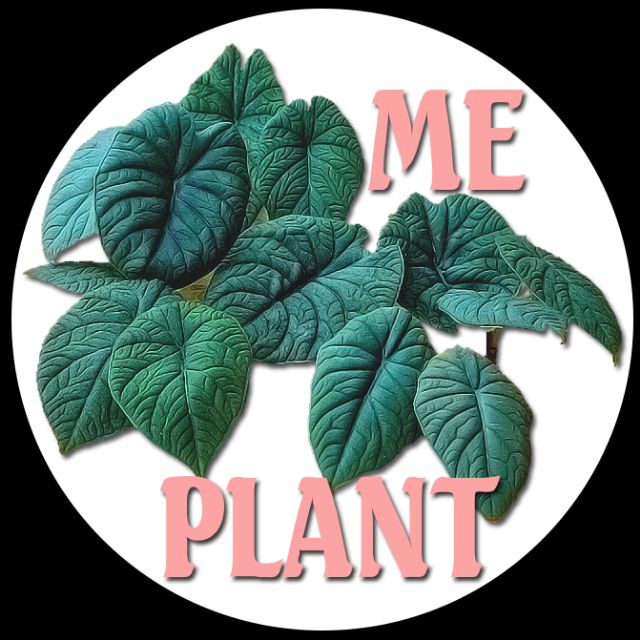 Me Plant, ร้านค้าออนไลน์ | Shopee Thailand