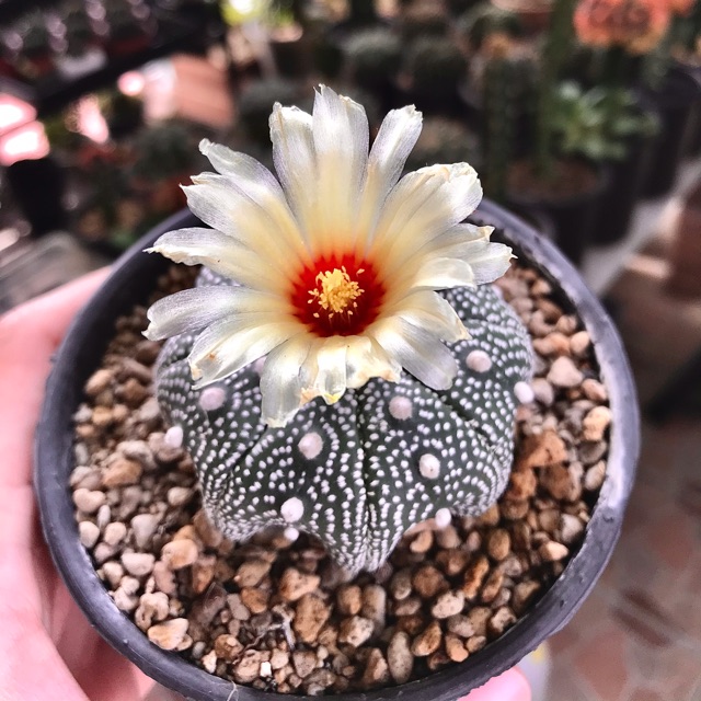 TABUTO CACTUS, ร้านค้าออนไลน์ | Shopee Thailand