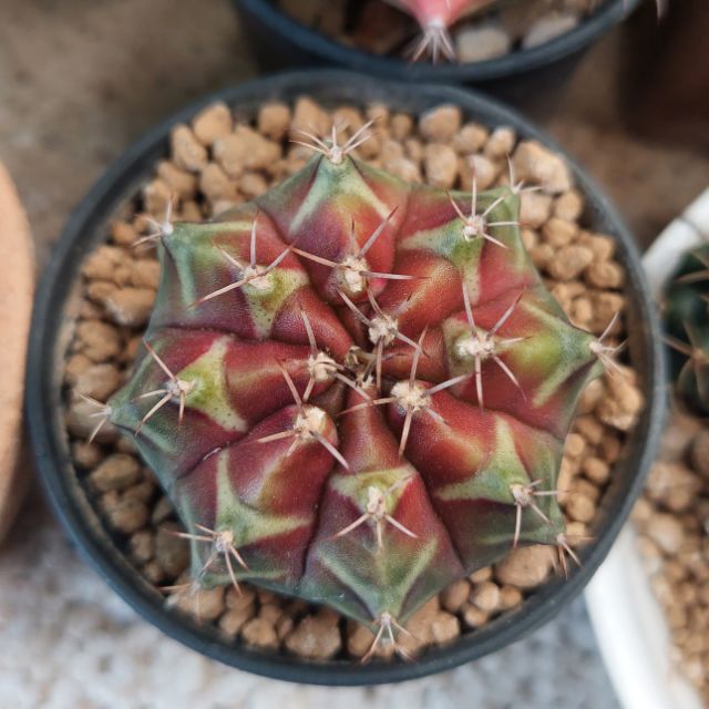 atticcactus, ร้านค้าออนไลน์ | Shopee Thailand