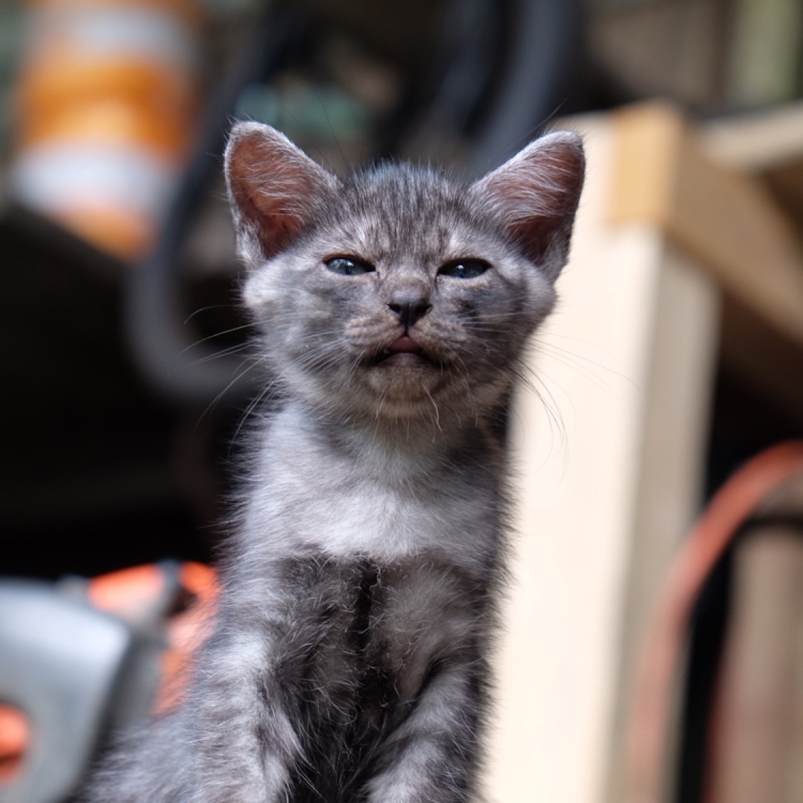 KATT••, ร้านค้าออนไลน์ | Shopee Thailand