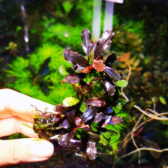 bucep_shop, ร้านค้าออนไลน์ | Shopee Thailand