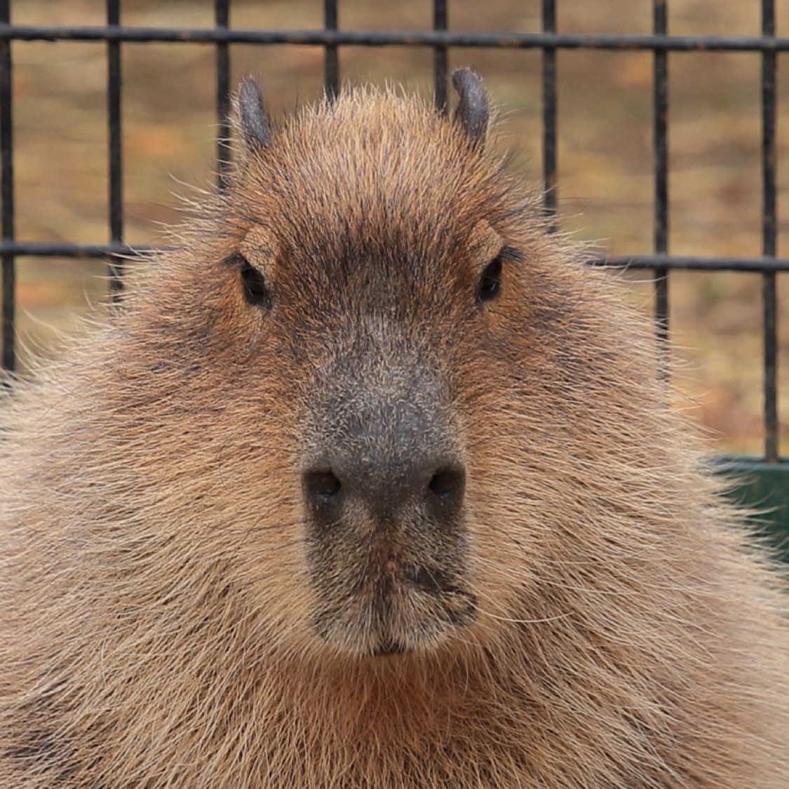 CapyYuzu.th, ร้านค้าออนไลน์ | Shopee Thailand