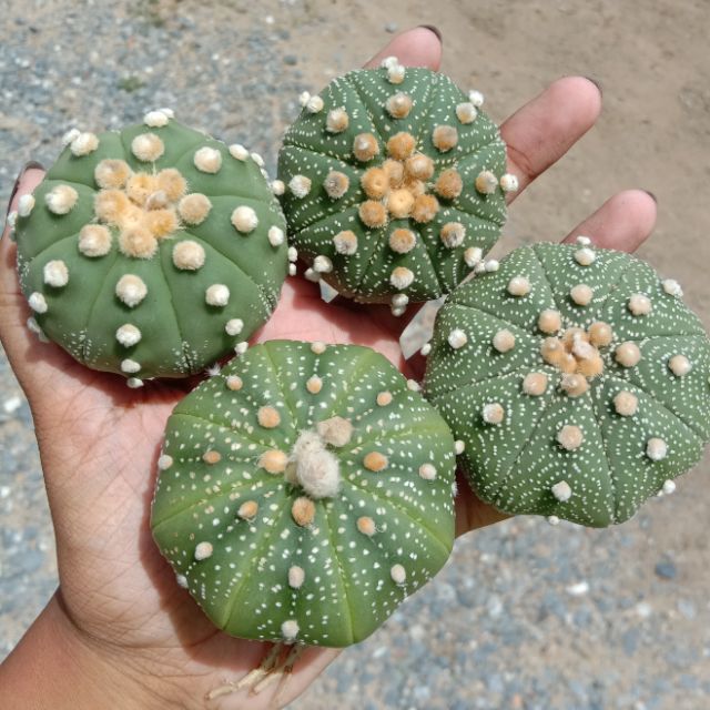 _.meenan, ร้านค้าออนไลน์ | Shopee Thailand