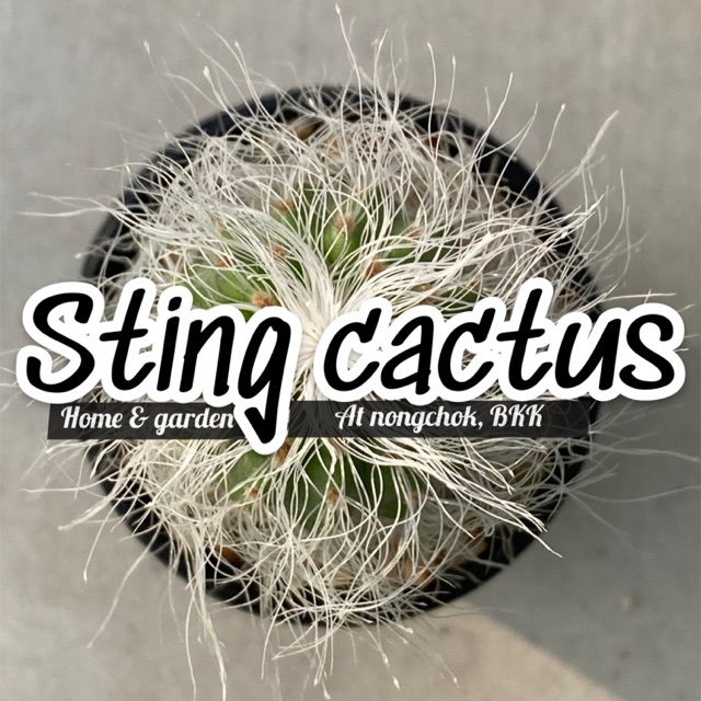 Sting cactus, ร้านค้าออนไลน์ | Shopee Thailand