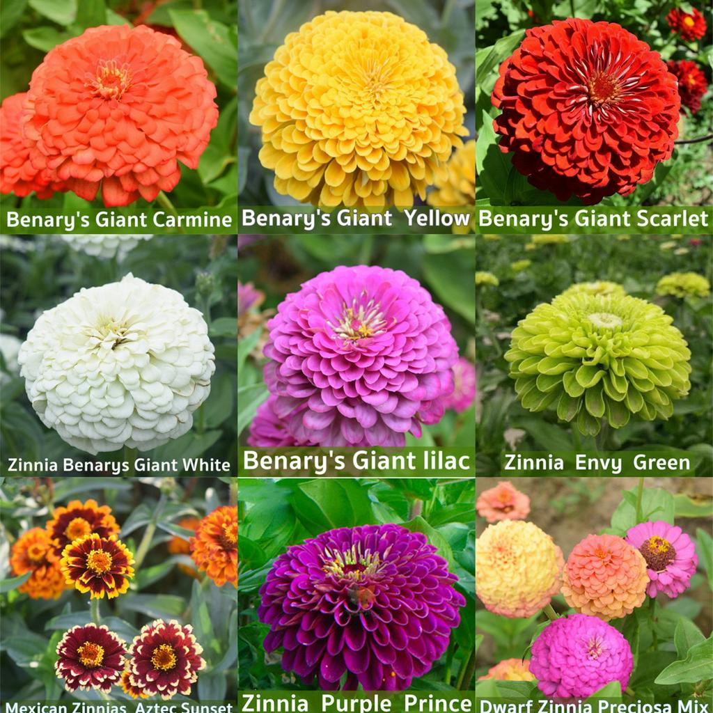 mpseeds, ร้านค้าออนไลน์ | Shopee Thailand