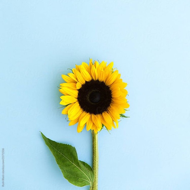 pop_ppc, ร้านค้าออนไลน์ | Shopee Thailand