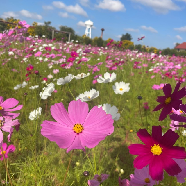 bee bees hop, ร้านค้าออนไลน์ | Shopee Thailand