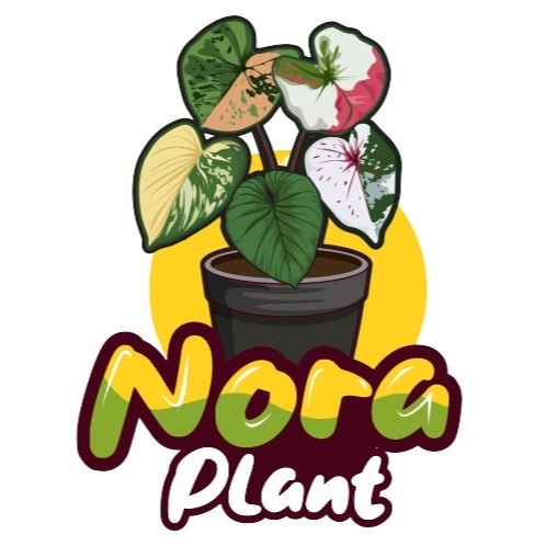 noraplant, ร้านค้าออนไลน์ | Shopee Thailand